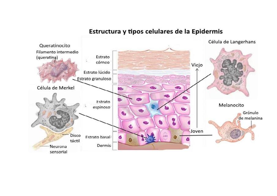 Estructura y Tipos Celulares de la Epidermis | Brenda Aguilar | uDocz
