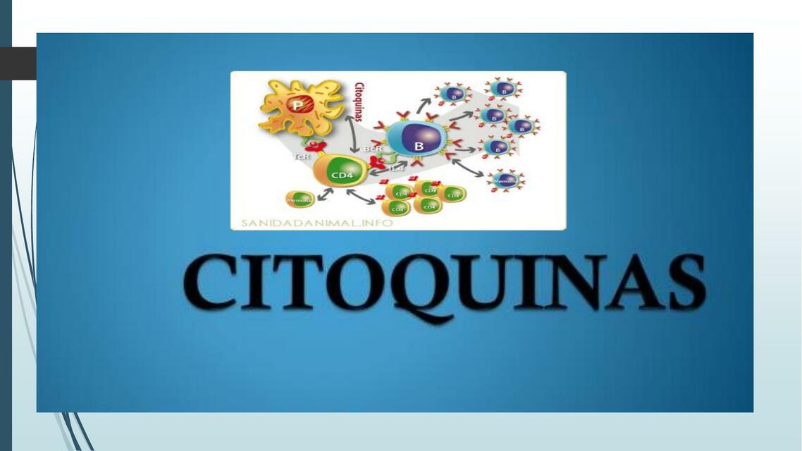 Citoquinas | Quispe Mamani Ana Barbara | uDocz