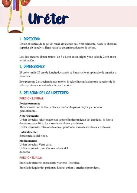 Uréter Resumen | Docsity | uDocz