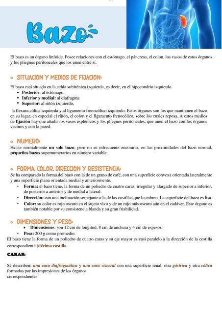 Bazo Resumen | Docsity | uDocz