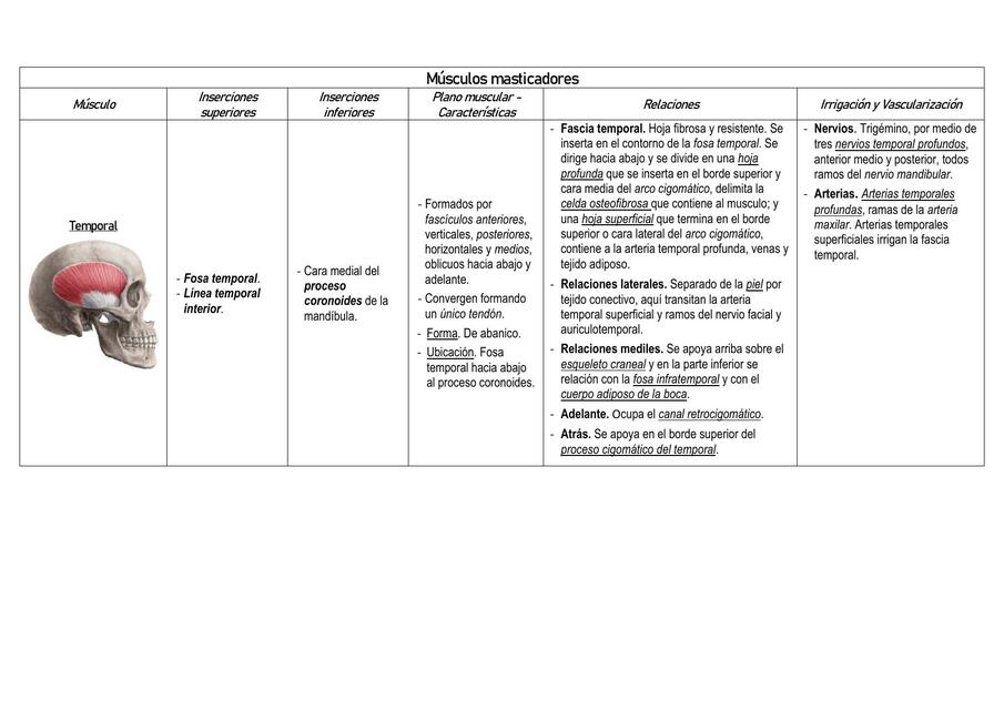 Anatomía Músculos Masticadores | medicina | uDocz