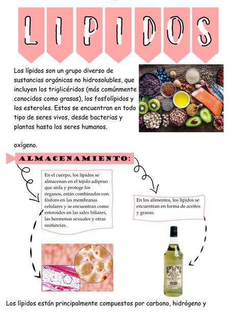 Lipidos Generalidades | Docsity | uDocz
