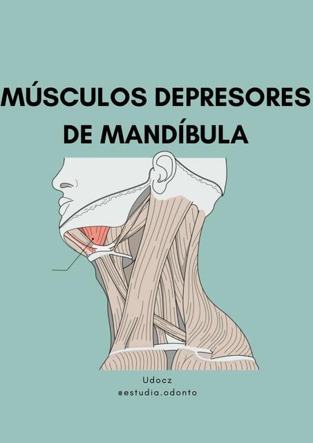 Músculos depresores de mandíbula | Estudia Odonto | uDocz