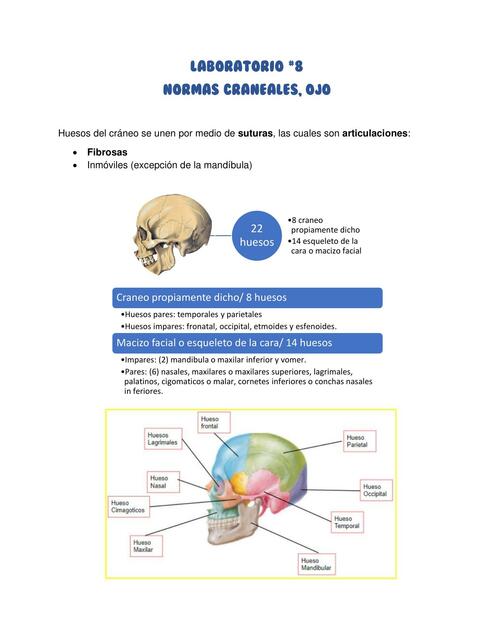 Normas Craneales, Ojo | Andrea Gómez | uDocz
