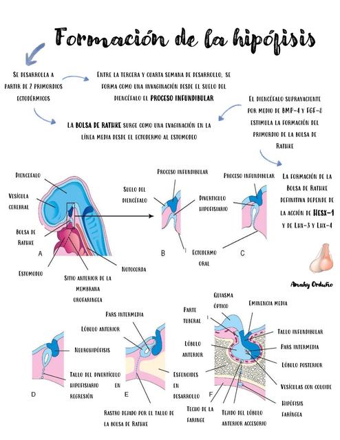 desarrollo hipofisis | Ana OC | uDocz