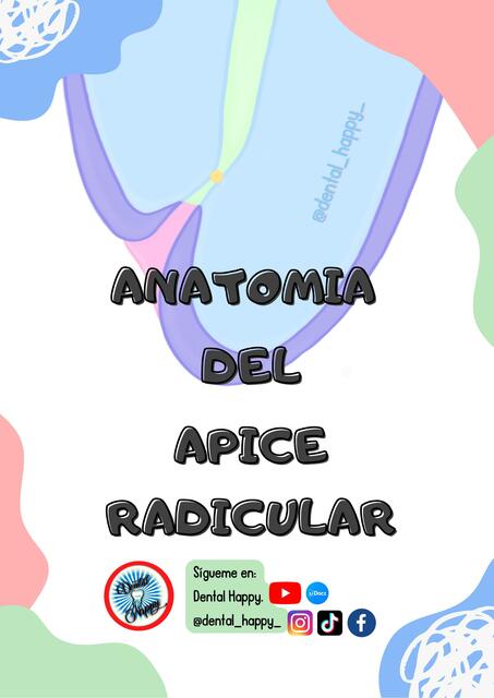 Anatomía del ápice radicular | Alan Díaz | uDocz