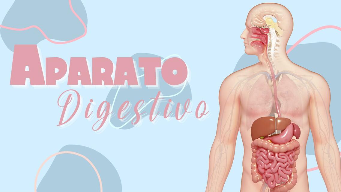 Aparato Digestivo | Linda Palacios | uDocz