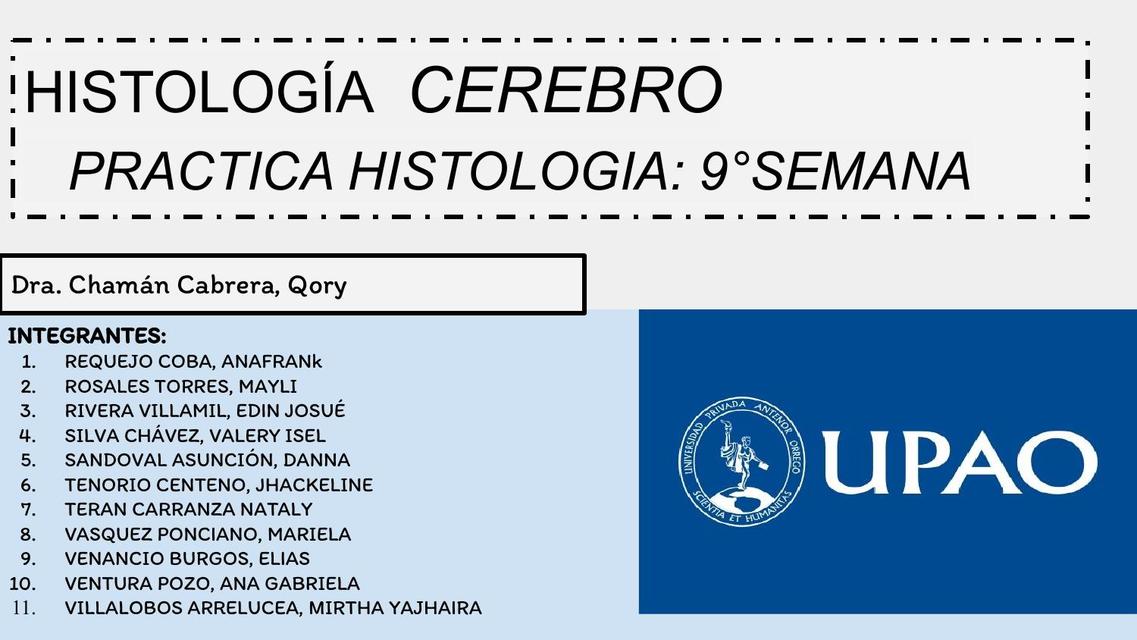 Histología del cerebro | Estil Thinkkk | uDocz