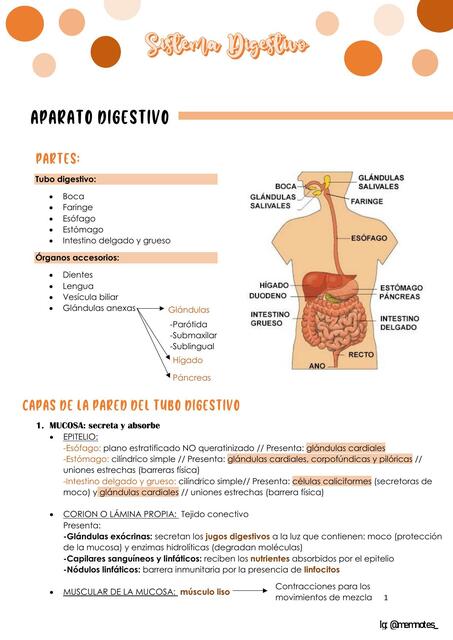 ANATOMÍA Sistema digestivo | uDocz