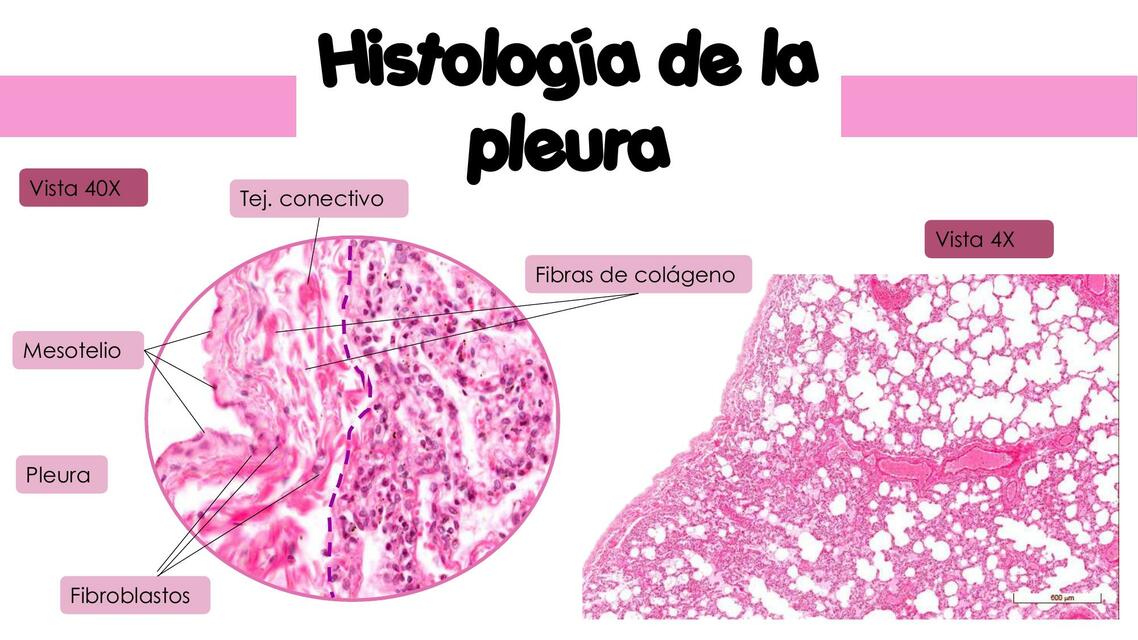 Histología de la Pleura | Maria Fernanda | uDocz