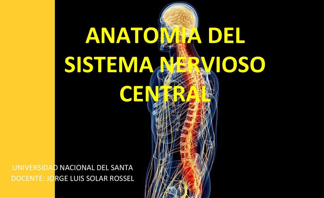 ANATOMIA HUMANA I | uDocz