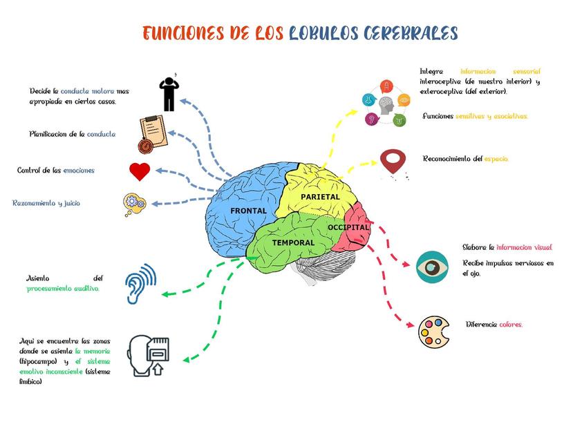 Funciones de los Lóbulos | carmen bailon | uDocz