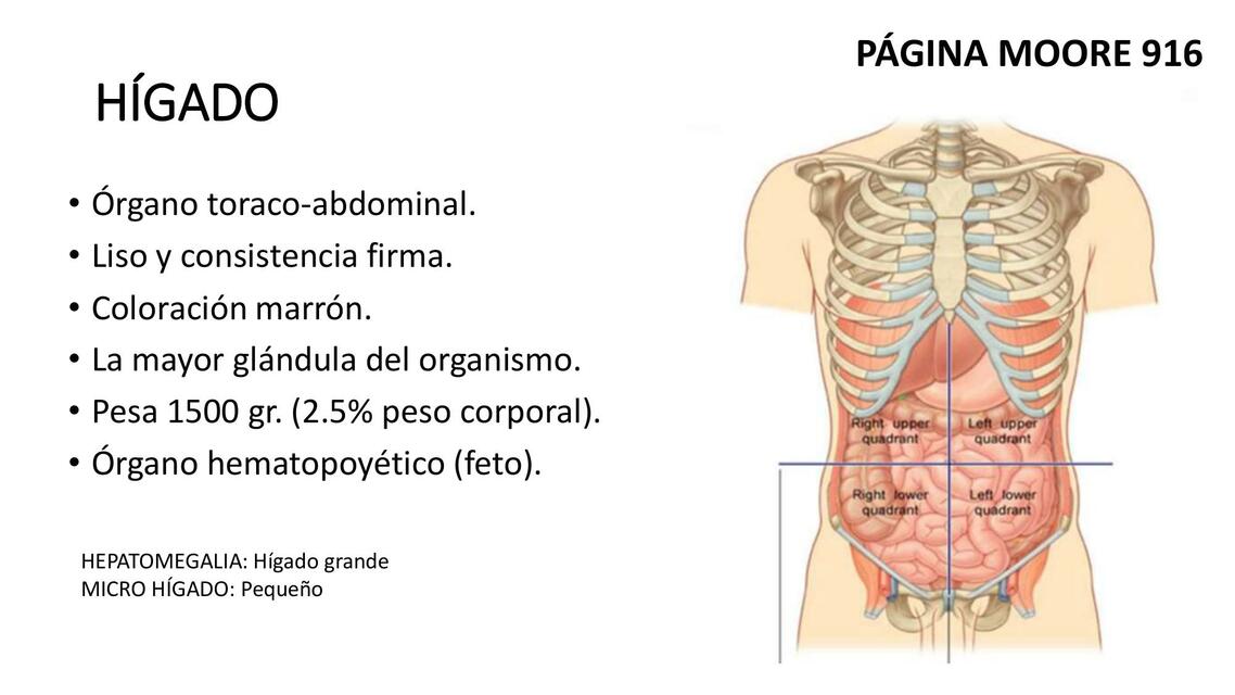 Anatomía de Hígado | Nicole León Checa | uDocz