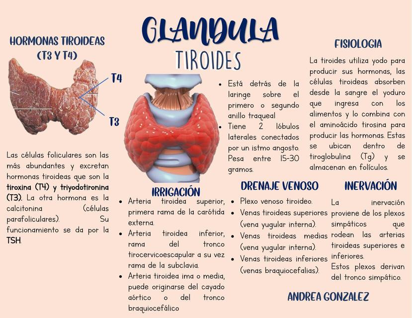 Tiroides | Andrea González | uDocz