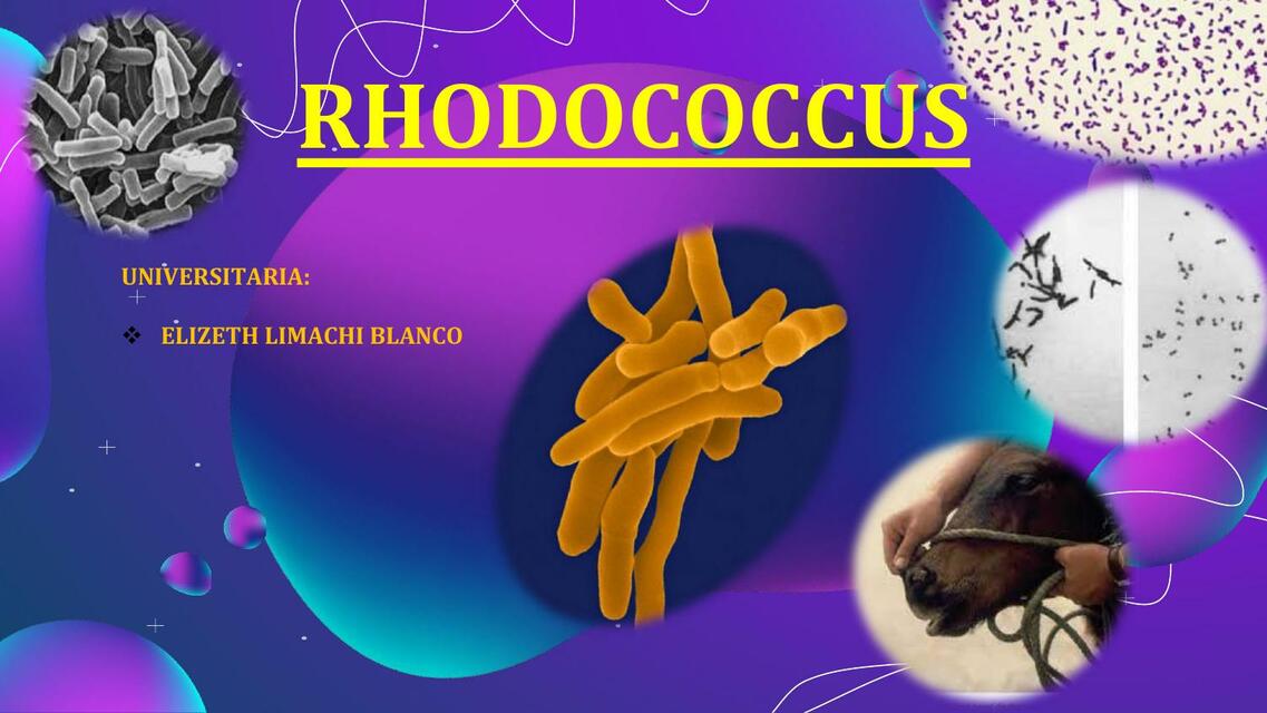 RHODOCOCCUS | Elizeth limachi blanco | uDocz