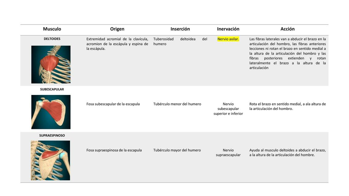 Músculos del Brazo | hagsaengmed | uDocz