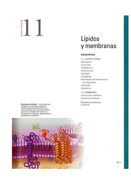 Lípidos y membranas | TextosMedicina | uDocz