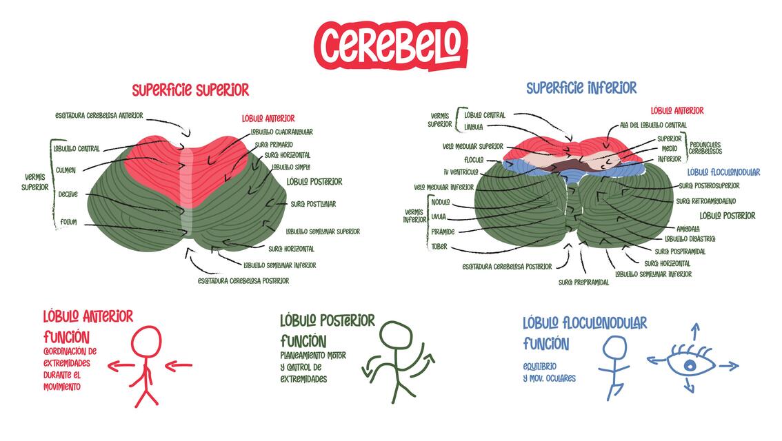 Cerebelo | Juan Carlos Reyes | uDocz