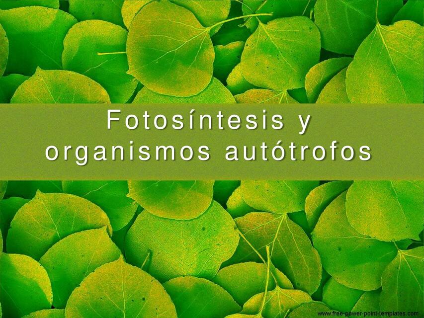 Fotosíntesis y organismos autótrofos | DocsCiencia | uDocz