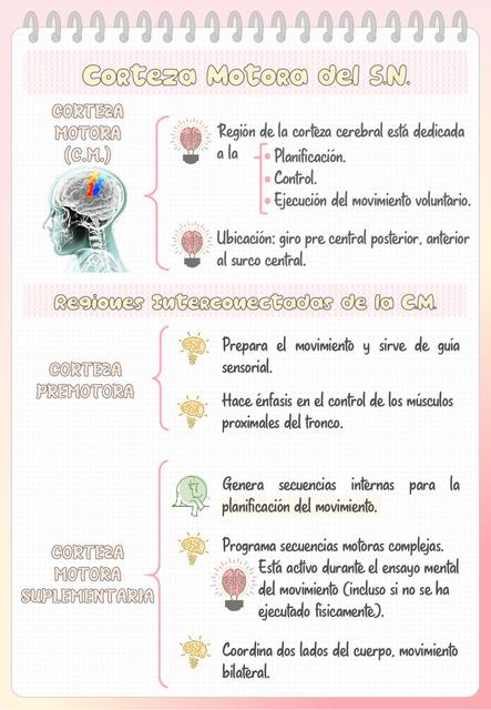 Apuntes del SN Motor | Erika Segovia | uDocz Apuntes del SN Motor | Erika Segovia | uDocz