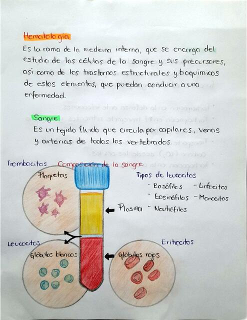 SANGRE COMPOSICIÓN Y FUNCIÓN | uDocz