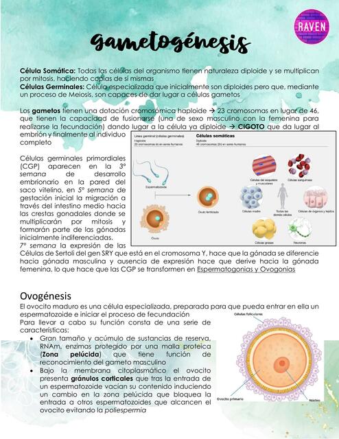Gametogénesis | Raven | uDocz