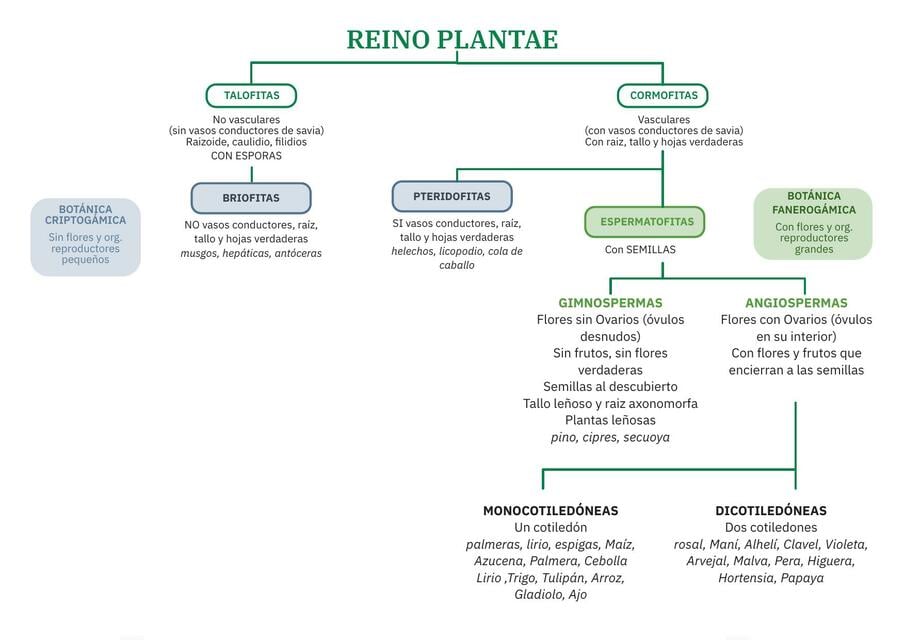 Reino Plantae | Melany Neyra | uDocz