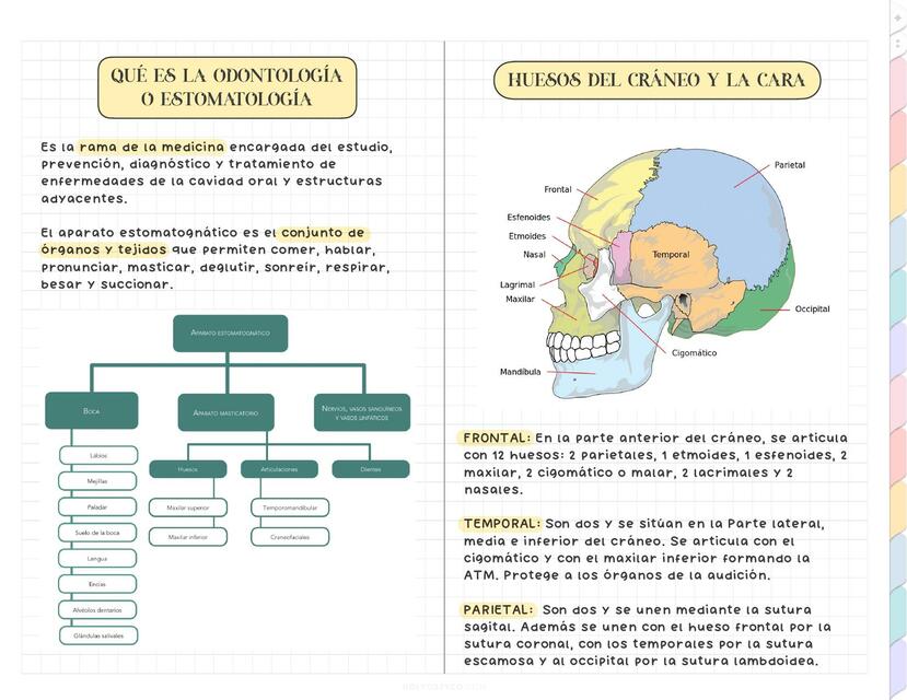 Anatomía regional de Cabeza y Cuello | Moonlight Studygram | uDocz
