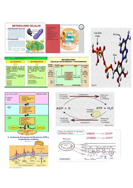 biologia imagenes | LEonel Rico | uDocz