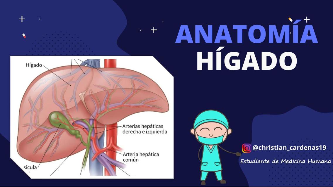Anatomía del Hígado | CardeMedic | uDocz