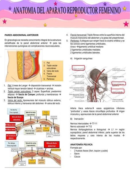 ANATOMIA DEL APARATO REPRODUCTOR FEMENINO | Med. Mariel | uDocz