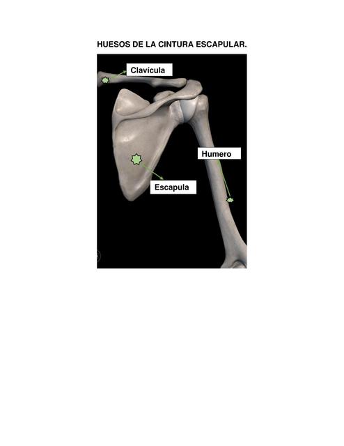Huesos de la cintura escapular | María del Carmen pascual León | uDocz