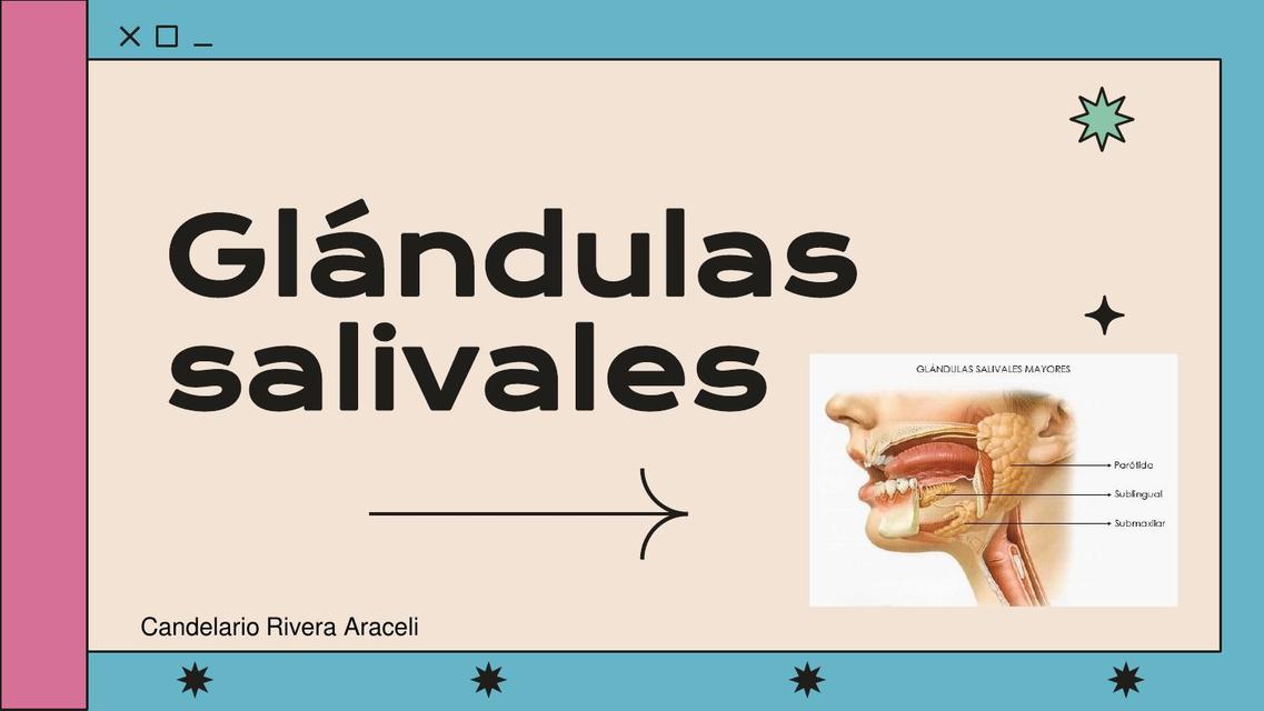 Glandulas salivales | araceli candelario | uDocz
