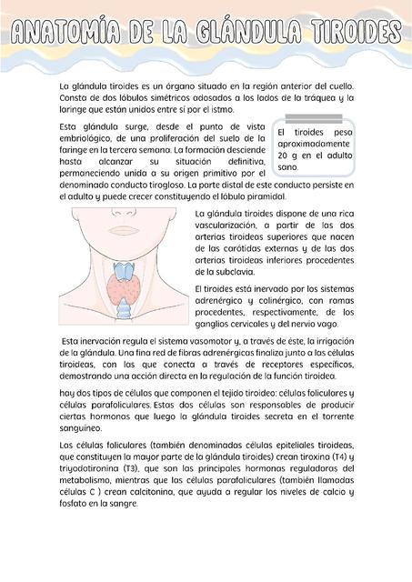 Anatomia de las Glandulas Tiroides | Docsity | uDocz