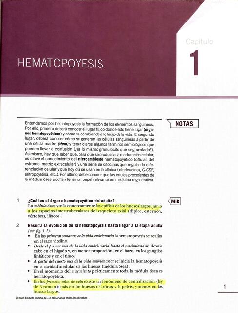 Hematopoyesis | Janis Guzmán | uDocz