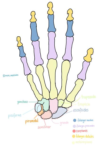 Huesos del Carpo y Mano | Marghelyn | uDocz