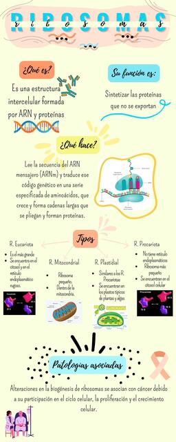 Resúmenes de Infografía de ribosomas | Descarga apuntes de Infografía ...