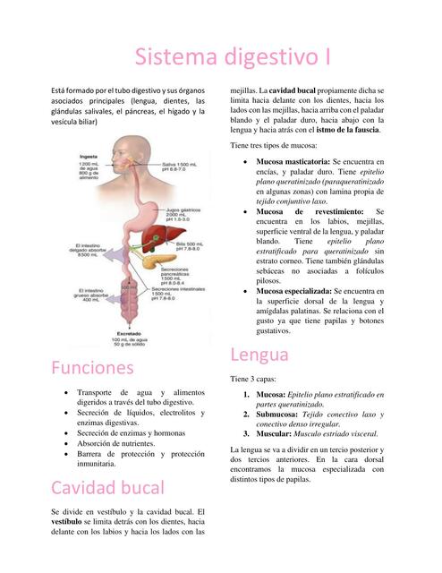 Sistema Digestivo I | uDocz