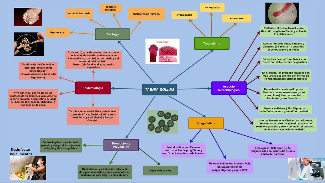 Ciclo Biológico de Taenia Solium | MARICIELO CASTILLO INFANTES | uDocz