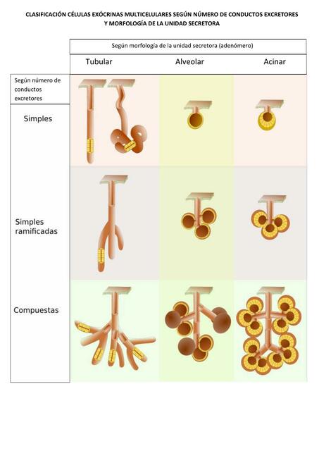 Células Exocrinas | luisiifranco | uDocz
