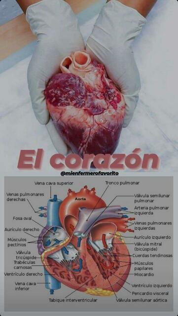 El corazón | Enfermero Isaias Rivas | uDocz