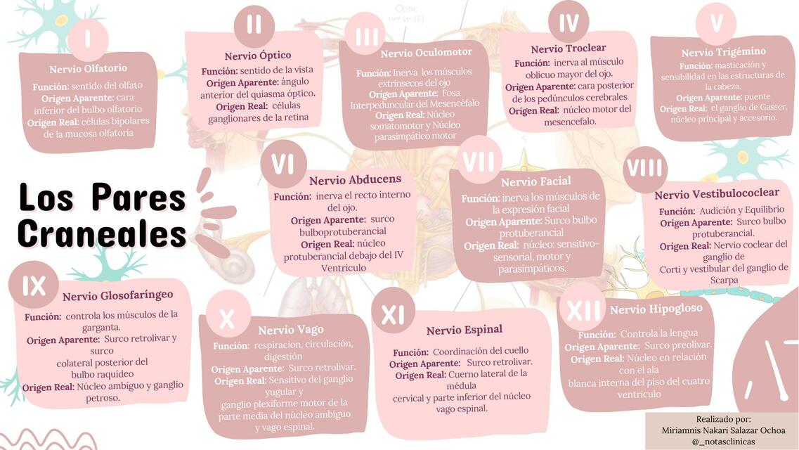 Infografía de los Pares Craneales | Notas Clínicas | uDocz