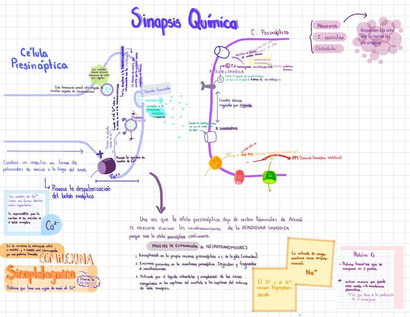 Sinapsis Quimica | Giselle Anahí Flores | uDocz