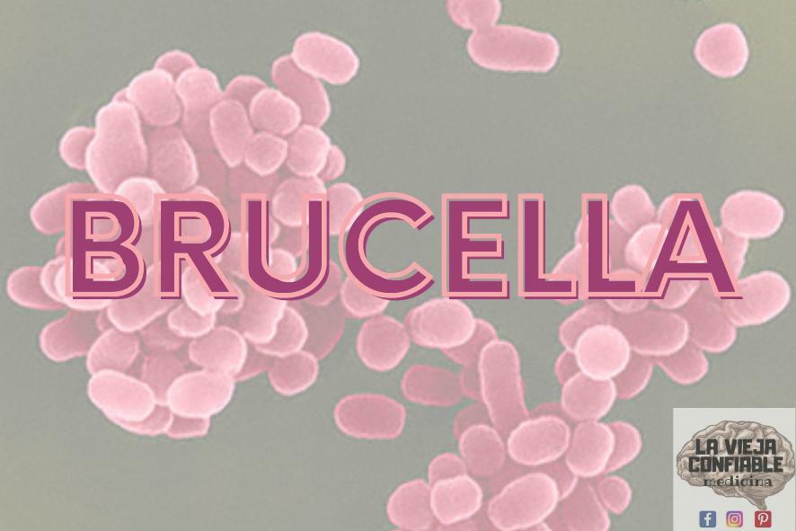 9 Brucella | CEREBROS MEDICOS | uDocz