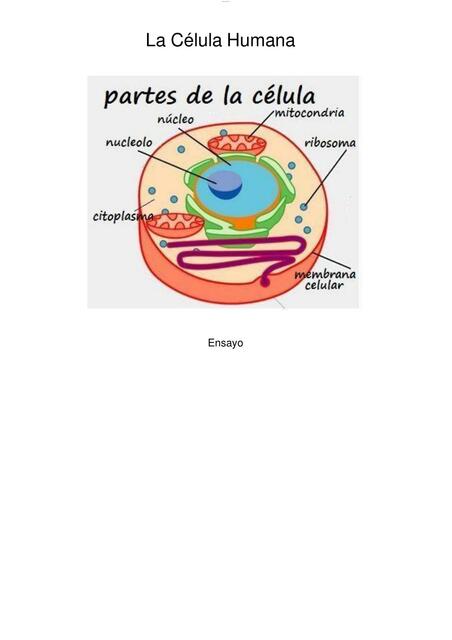 Flashcards de Célula ensayo | Por Asocipa Parajimaru | uDocz