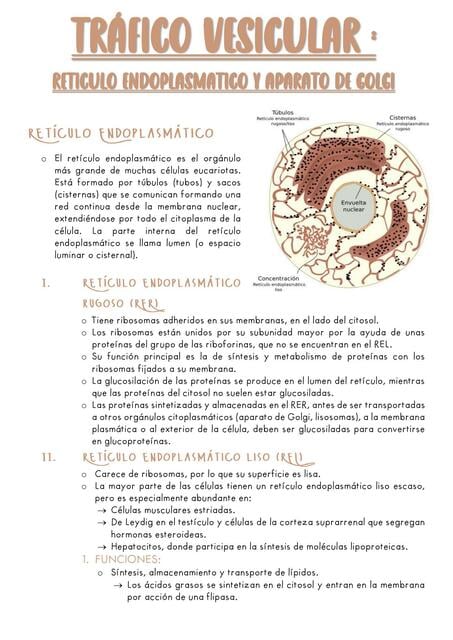 Trafico vesicular | Tegewa | uDocz