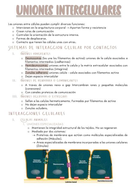 Uniones intercelulares | Tegewa | uDocz