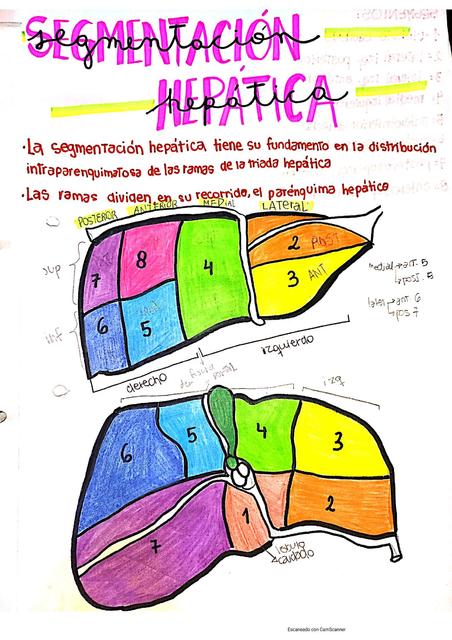 Segmentación hepática | Sweet Study | uDocz