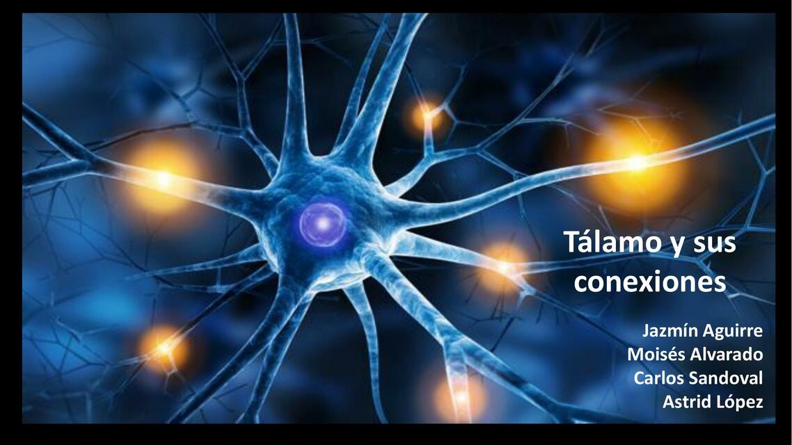 Tálamo y sus conexiones | Moisés Francisco Alvarado García | uDocz