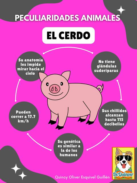 Cerdo Peculiaridades Drquinver Udocz